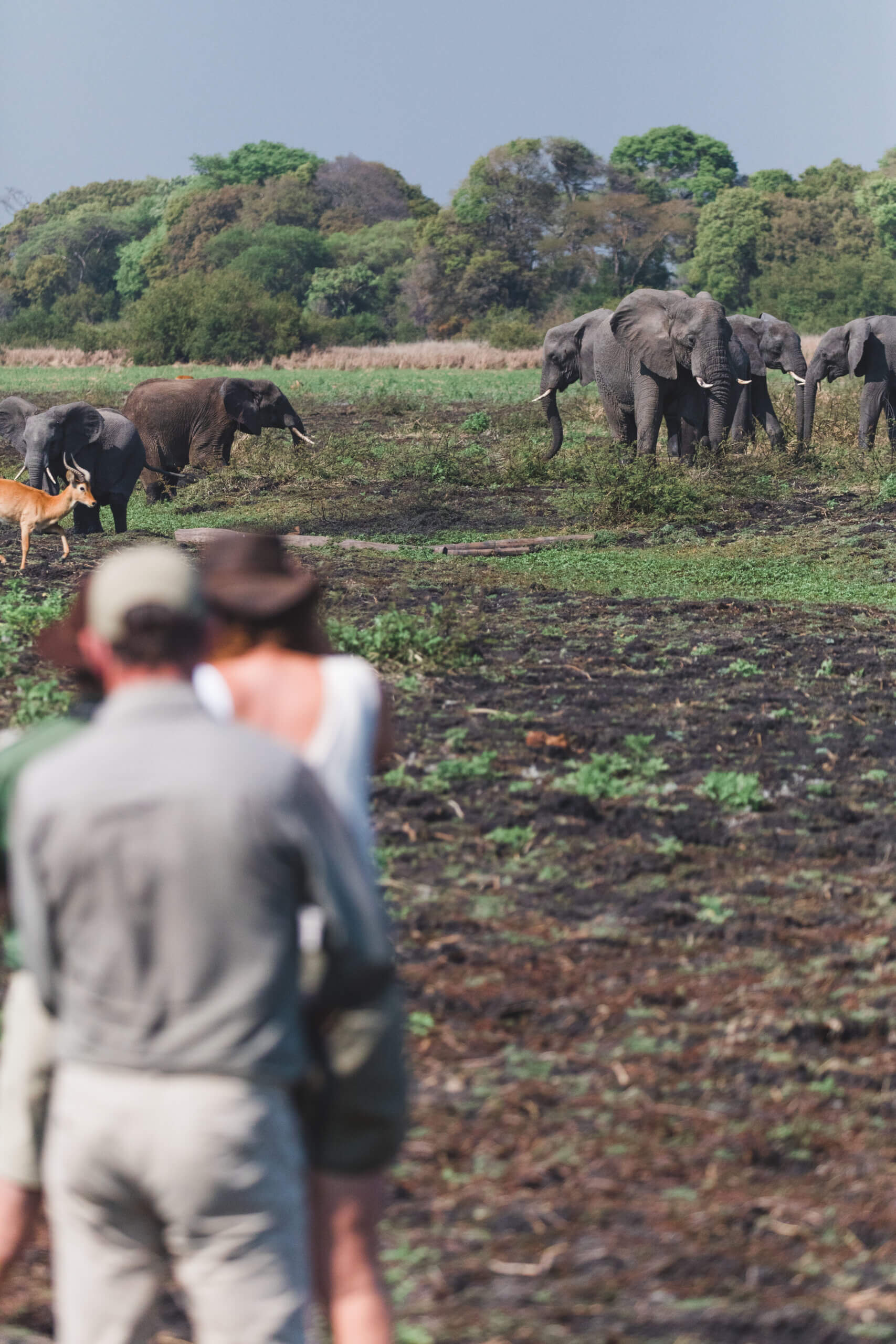 Erst gute Guides machen Ihre Safari unvergesslich ⎹ Safari Insider